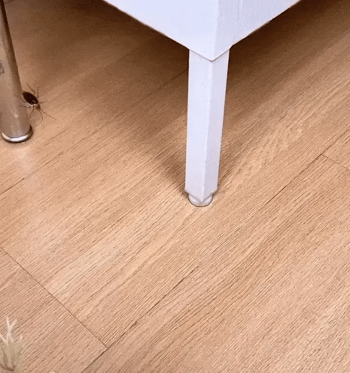 Cockroach Killer Gel Pack of 3 (Buy 1 Get 1 Free) + Free Glue Trap ...